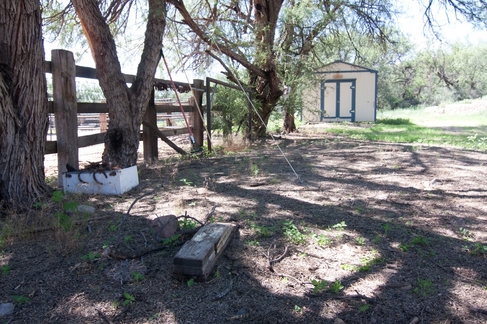 Salamander-Shmalamander: Arizona Black Rattlesnakes at Muleshoe Ranch