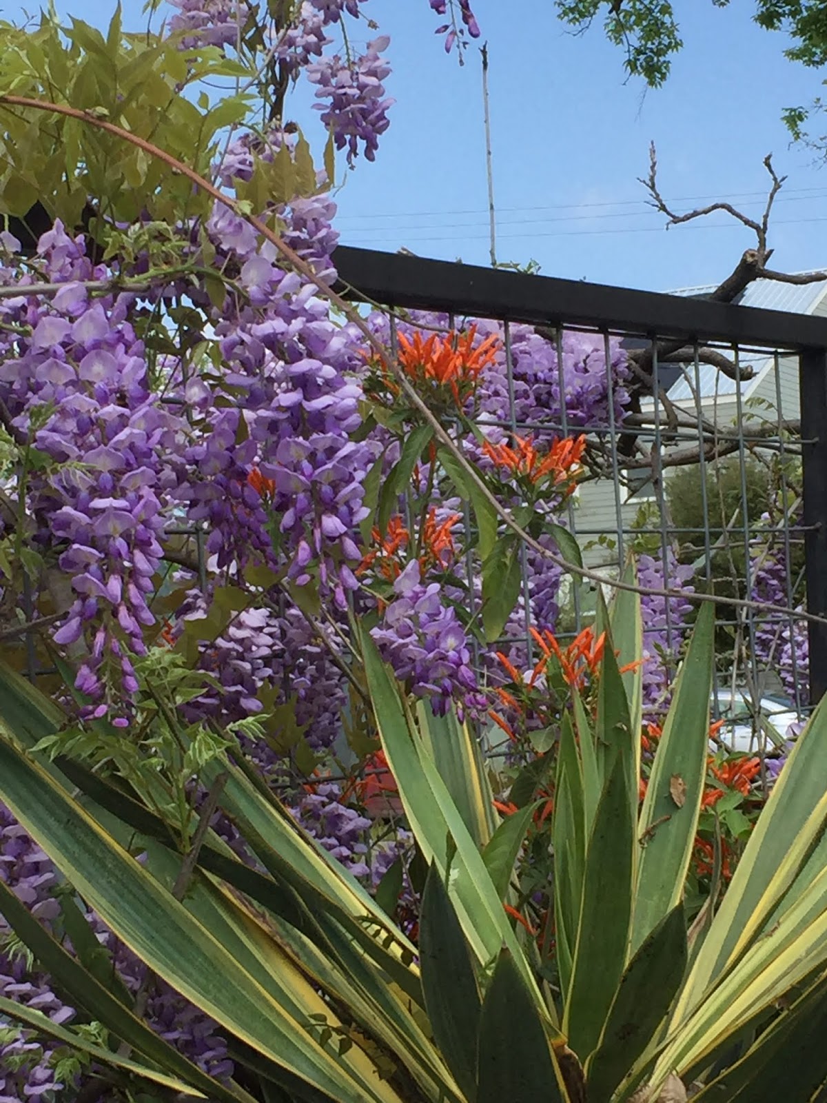 Austin, Texas Daily Photo: Purple