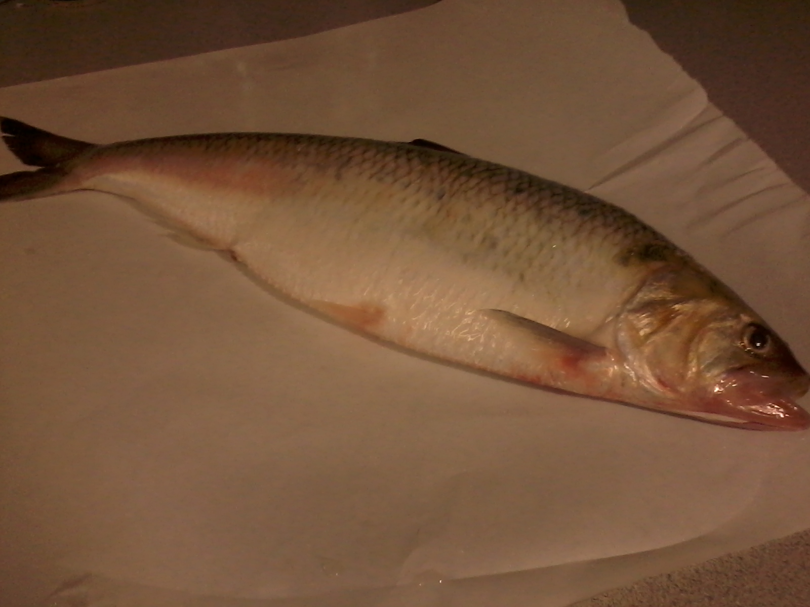 A Bone to Pick - A Spring Odyssey with Shad