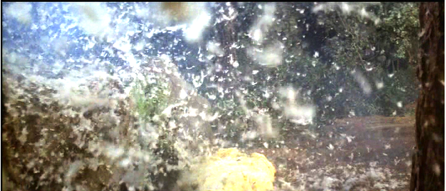 John Kenneth Muir's Reflections on Cult Movies and Classic TV: Cult ...