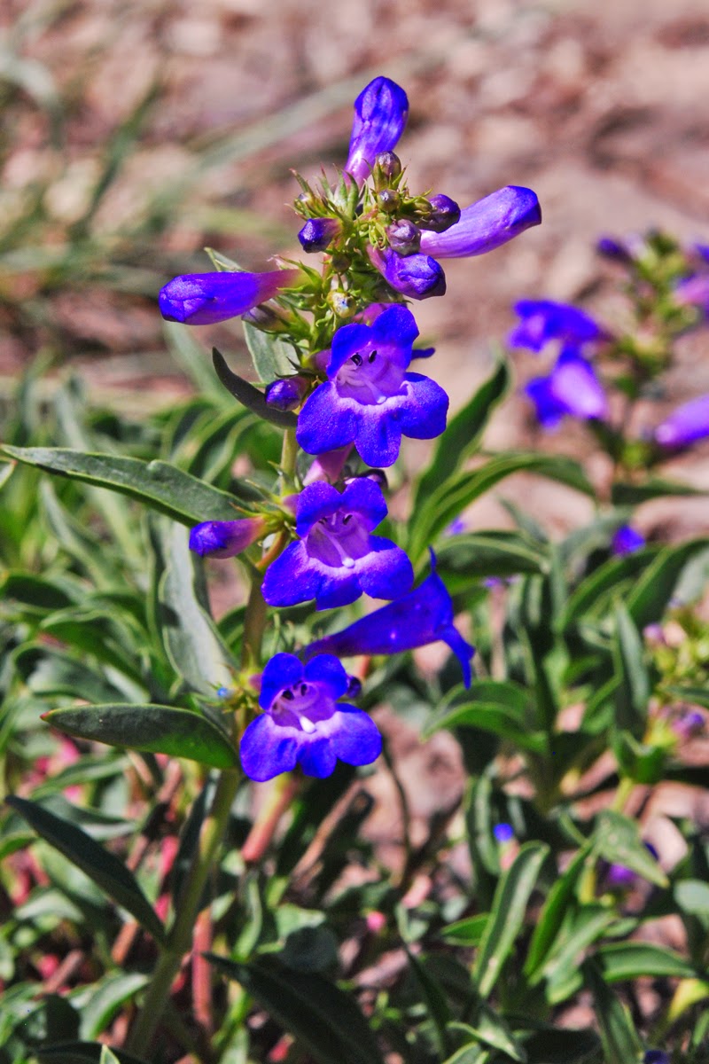 Wildflowers of the Wasatch Mountains and Bear River Range: Key to Penstemon