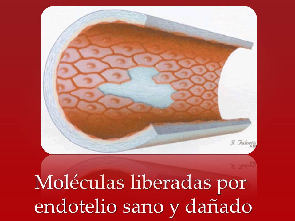 Fisiología Básica: Moléculas liberadas por un endotelio sano y dañado