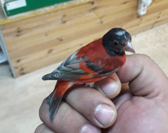 Pintassilgo, Tarin américain, Amerikaanse sijzen, Amerikanische zeisige ...