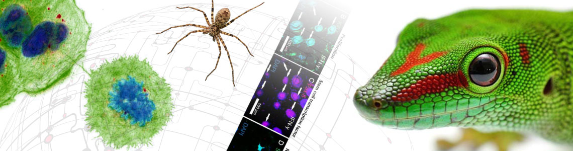 PhD fellowship Biomimicry in Architectural Design (Akron Ohio USA ...