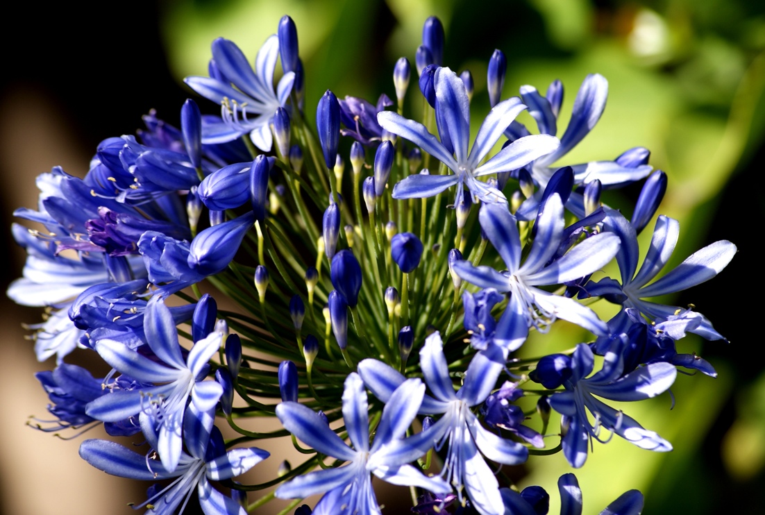 A photo, A thought............: Plant: Agapanthus in South California ...
