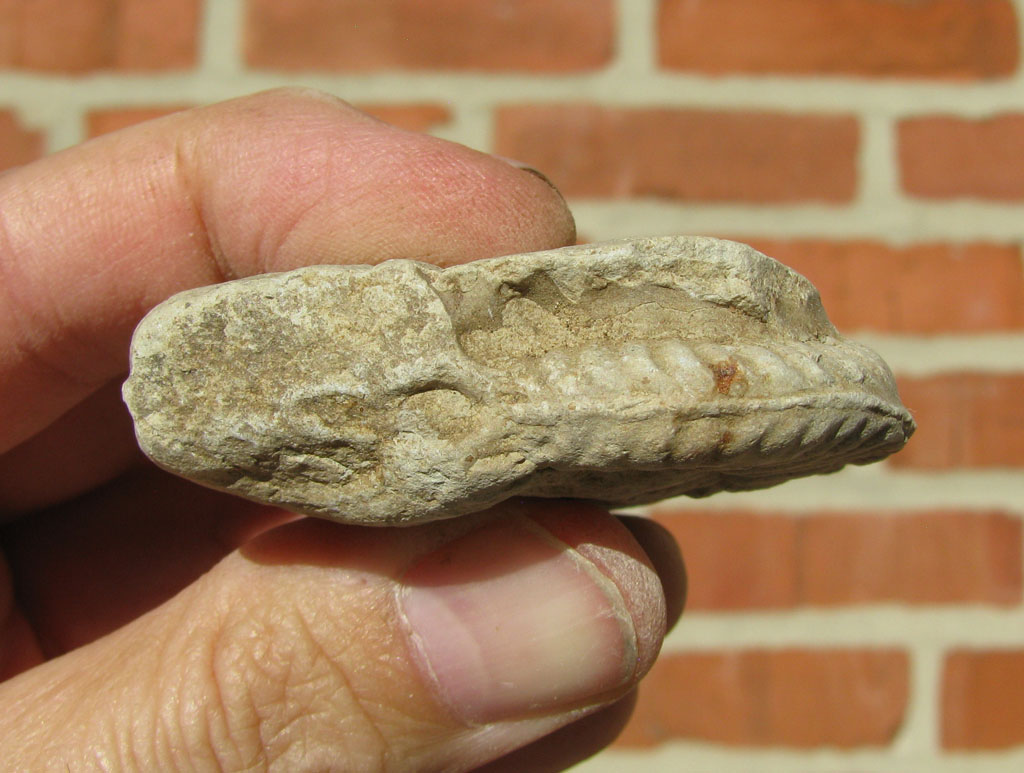 Views of the Mahantango: Mortoniceras sp. ammonite from the Duck Creek ...