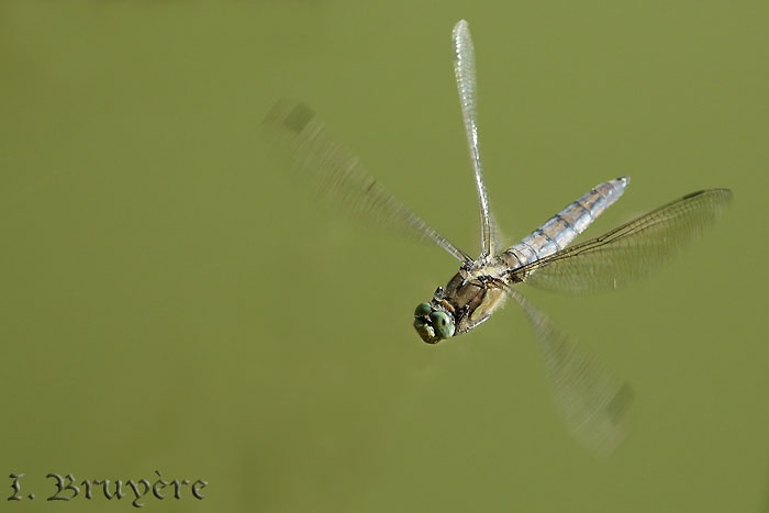 A. Photo Life - Isabelle Bruyère (Nature): Libellules en vol