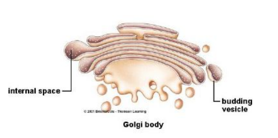 Komponen Sel Eukariotik dan Fungsinya (Nukleus dan Sistem Endomembran ...
