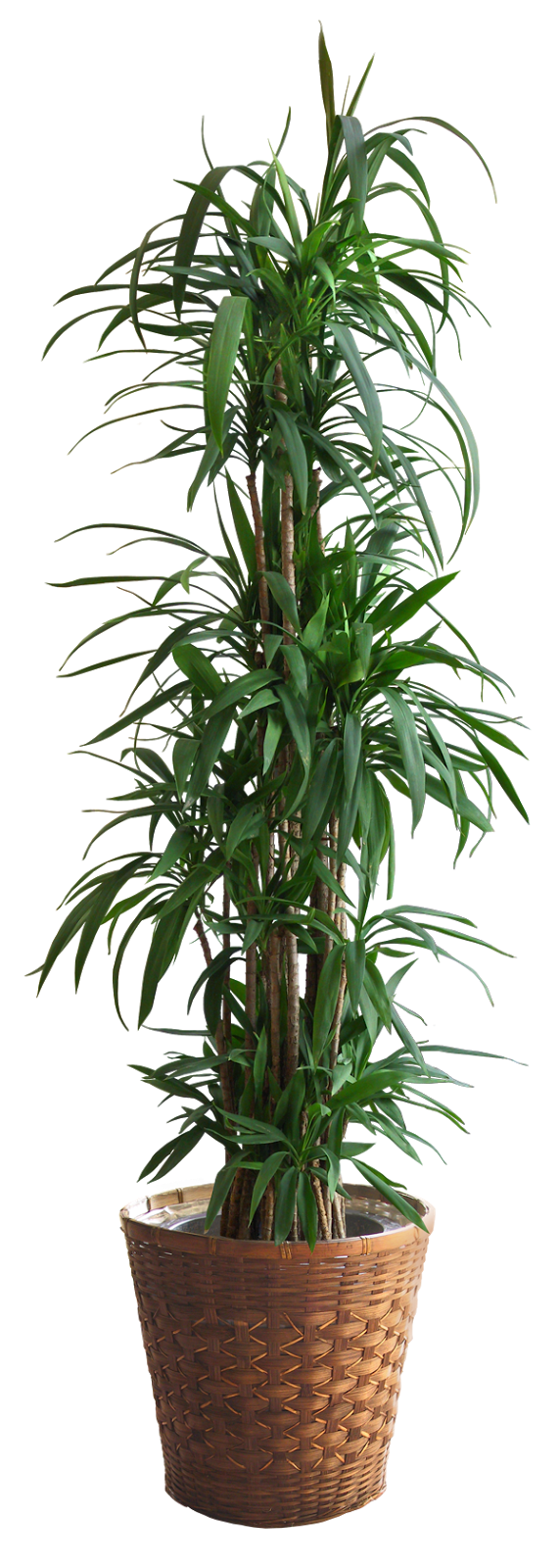 Pleasures in Helping Others: Beautiful Transparent Plants & Trees - 2nd ...