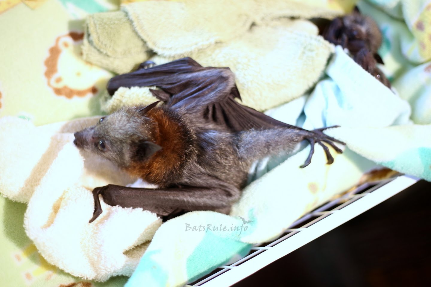 Rehab | Megabat babies Flying-foxes fruit bats