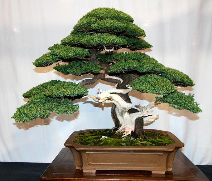 Cara menentukan Tanaman Bonsai yang baik - Fokus Tanaman