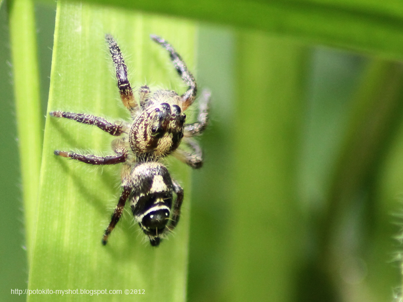 Heavy Jumper Jumping Spider (Hyllus sp) Female, SUmatra Indonesia
