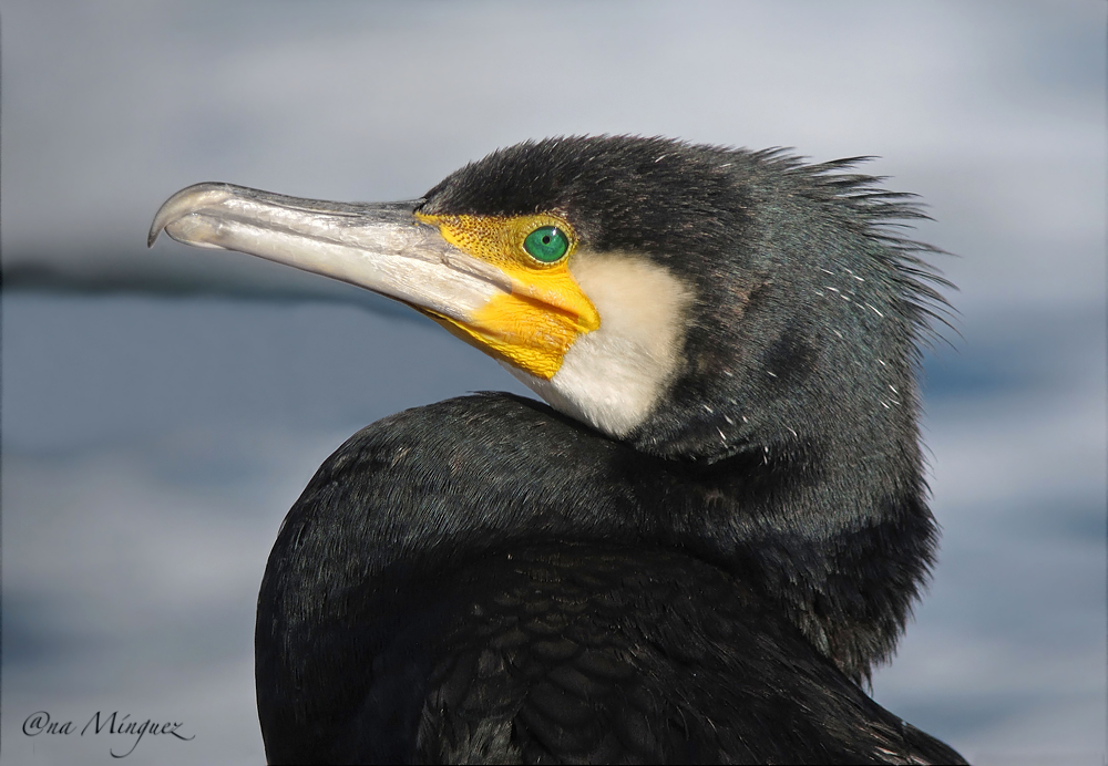 NATURANAFOTOS: Retratos de Cormorán..