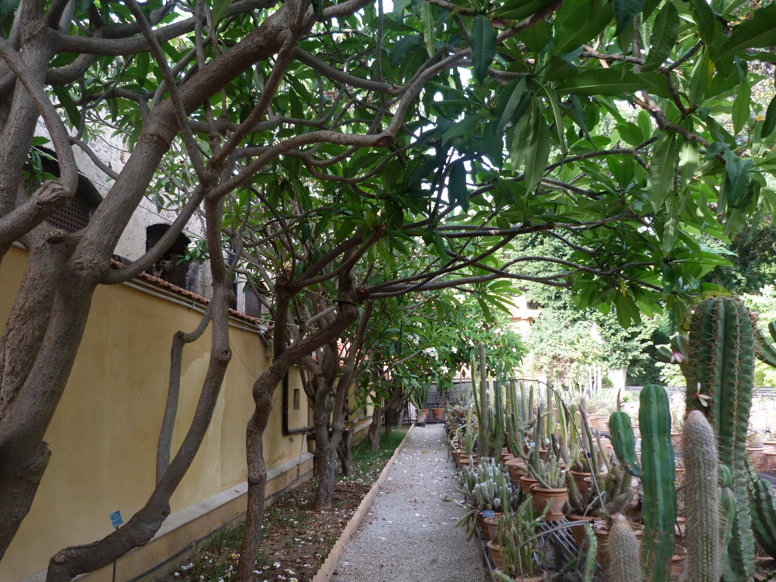 Tutti Pazzi Per Le Piante: PLUMERIA O FRANGIPANE