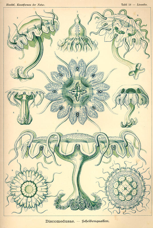 Appendage: Ernst Haeckel - Prints