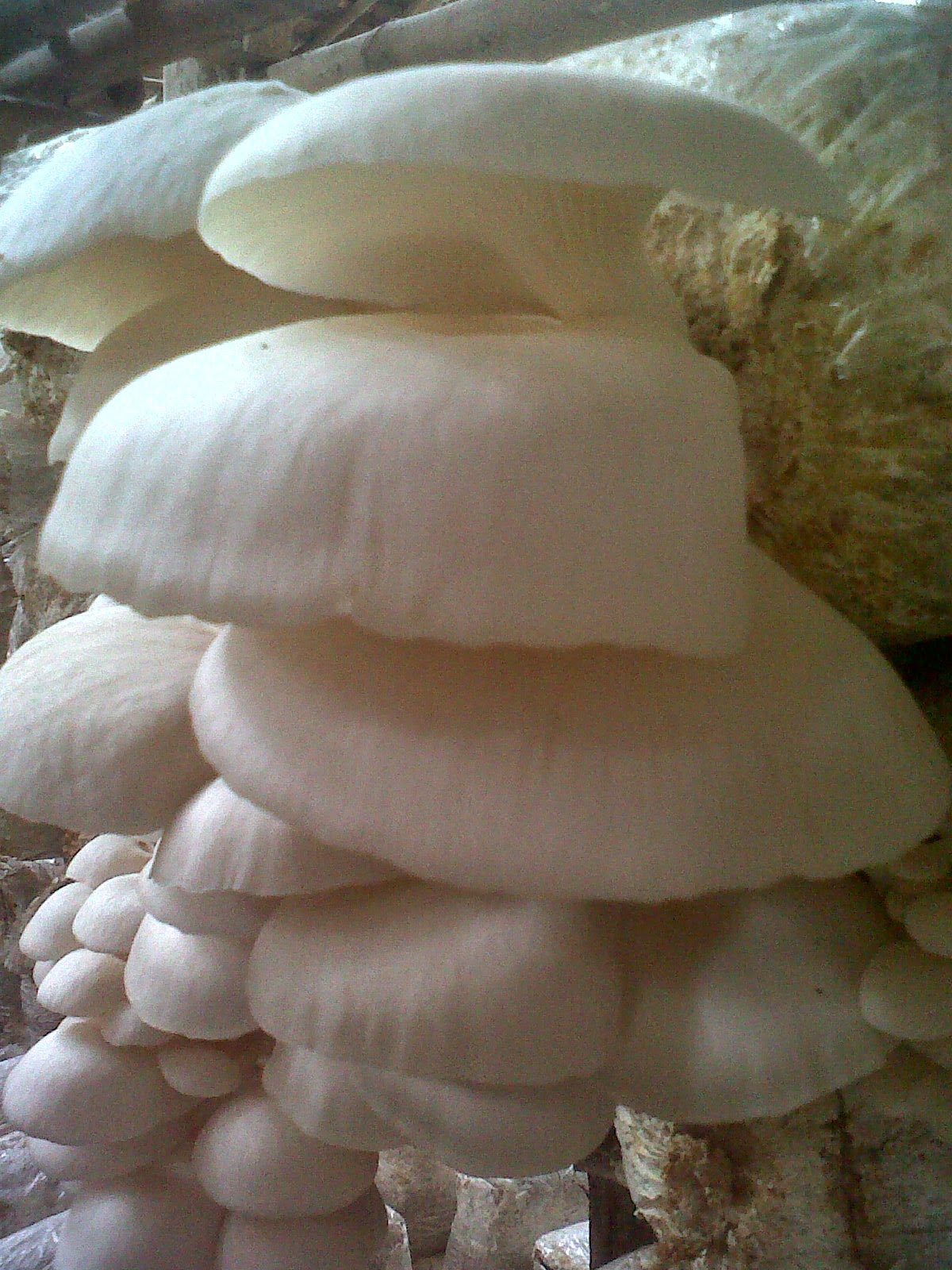 JAMUR TIRAM BERKUALITAS: BUDIDAYA JAMUR TIRAM "KOMPOSISI CHICKEN MANURE"