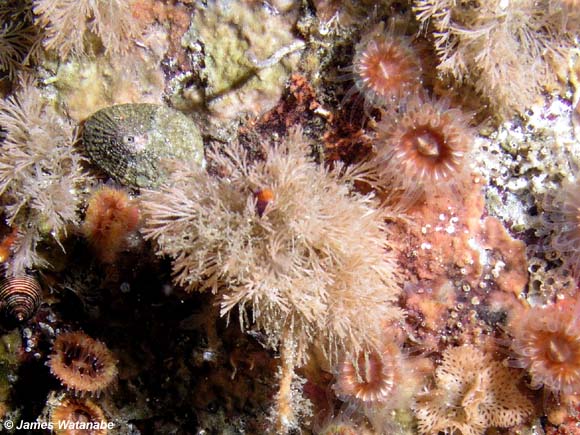 Variety of Life: Crisia