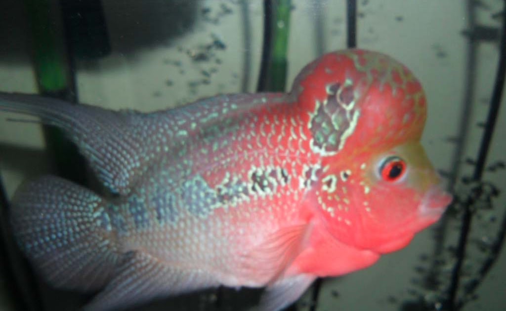Zhen Zhu Flowerhorn