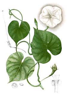 Ancient Maya Life: Natural Rubber -- An Ancient Resource