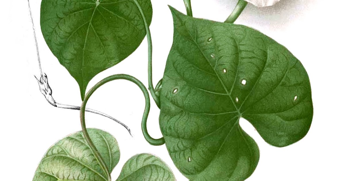 Ancient Maya Life: Natural Rubber -- An Ancient Resource