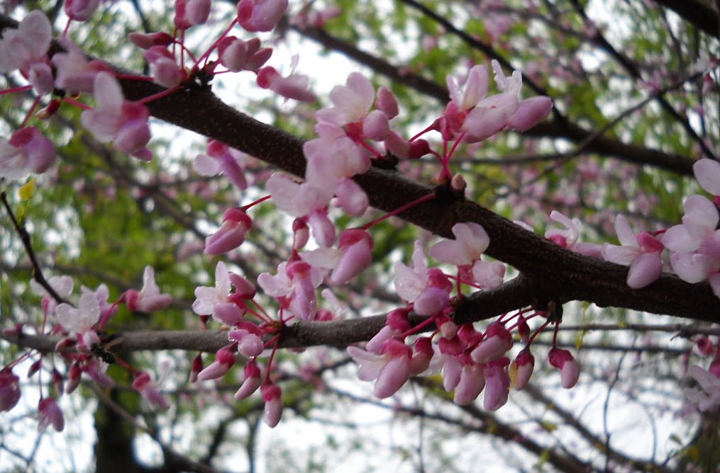 Larry's Photo a Day: A Tree Grows In Woodward.........