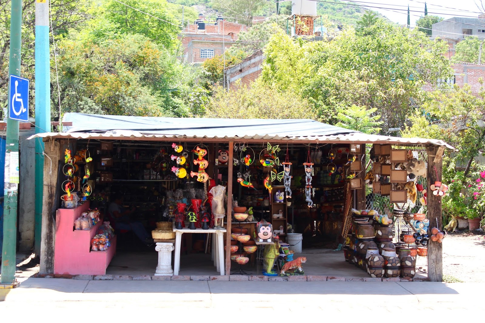 CACTUS NEUTLA ! UNA NUEVA AVENTURA!