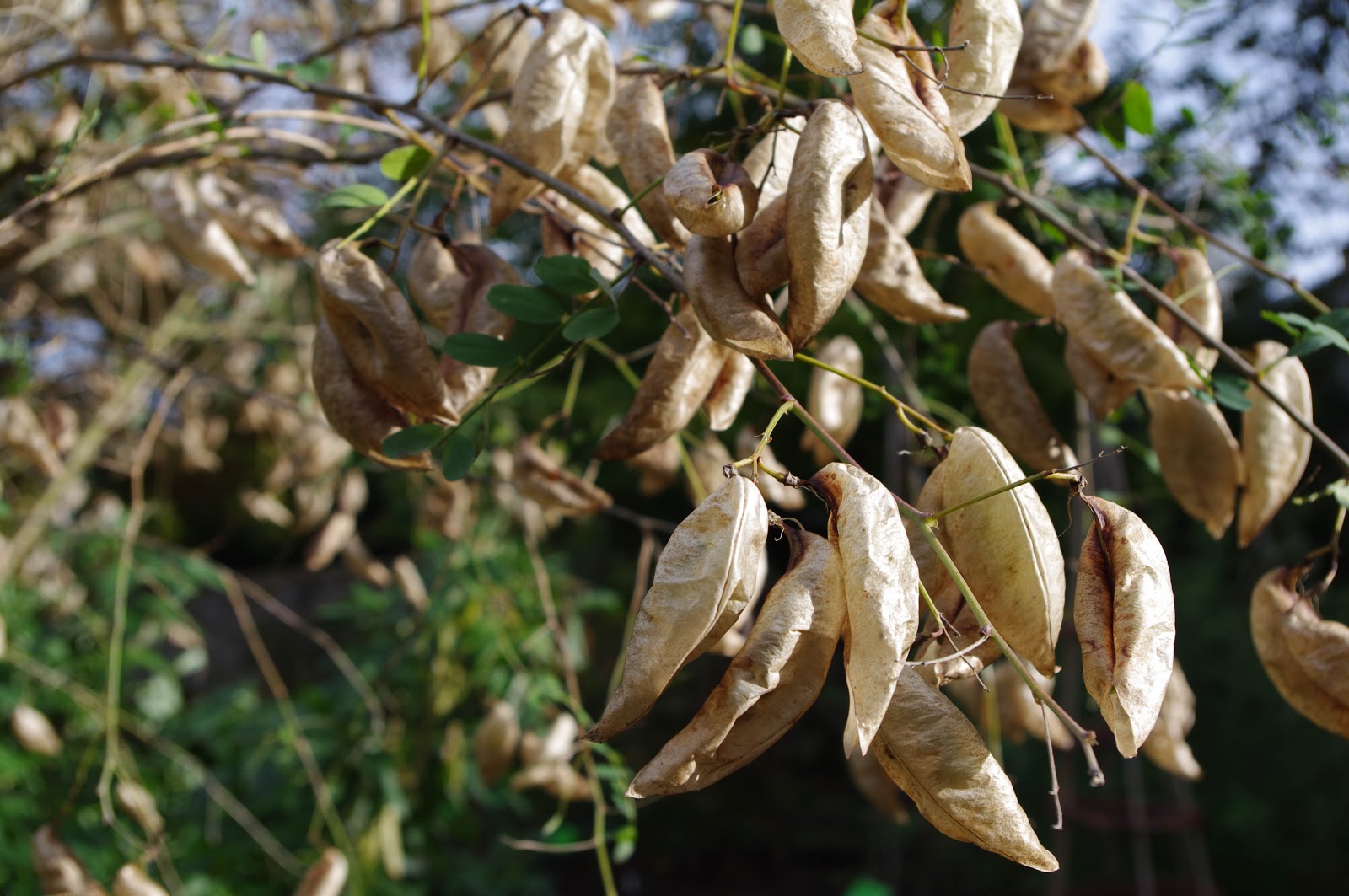 Autumn in a new light – University of Bristol Botanic Garden