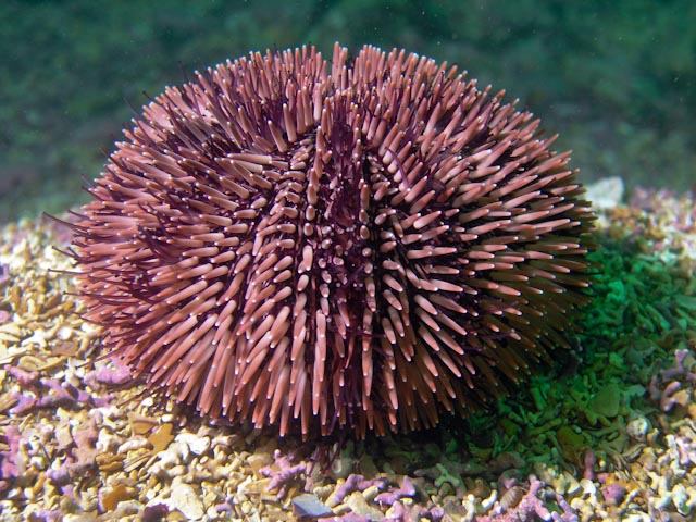 CIÈNCIES NATURALS 2019-20: Els equinoderms