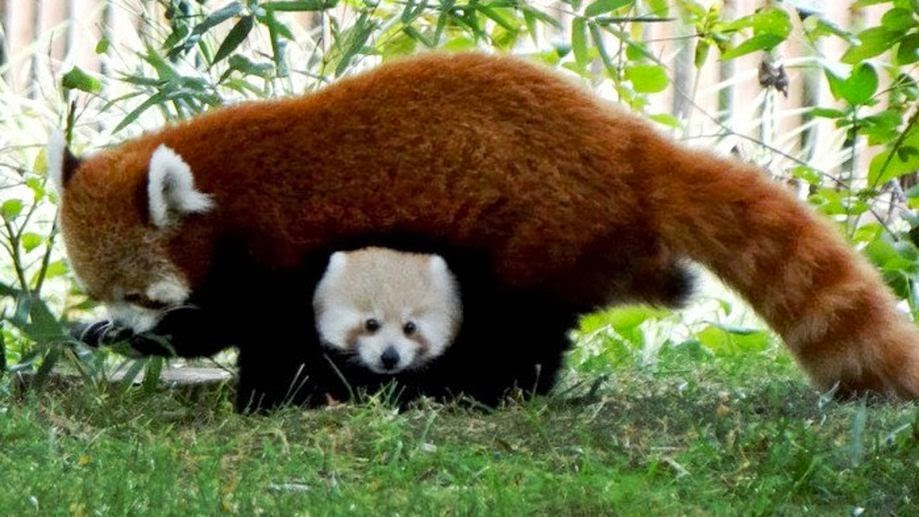 Andy foto natura: Panda rojo