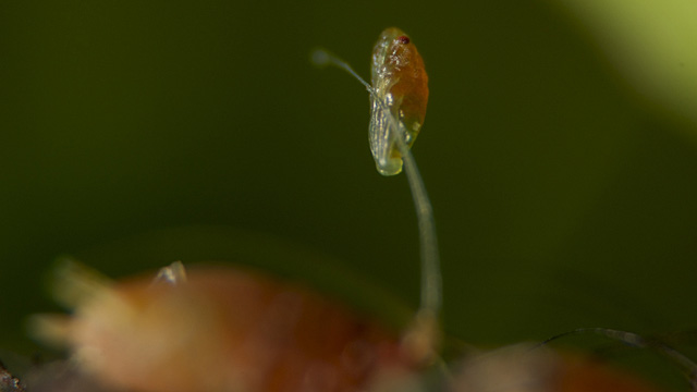 ムシをデザインしたのはダレ？: ツヤコバチ科 ( Aphelinus sp. ) 産卵