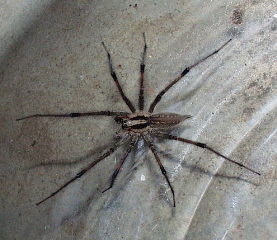 Survival & Outdoor Tips: Common Texas Spiders