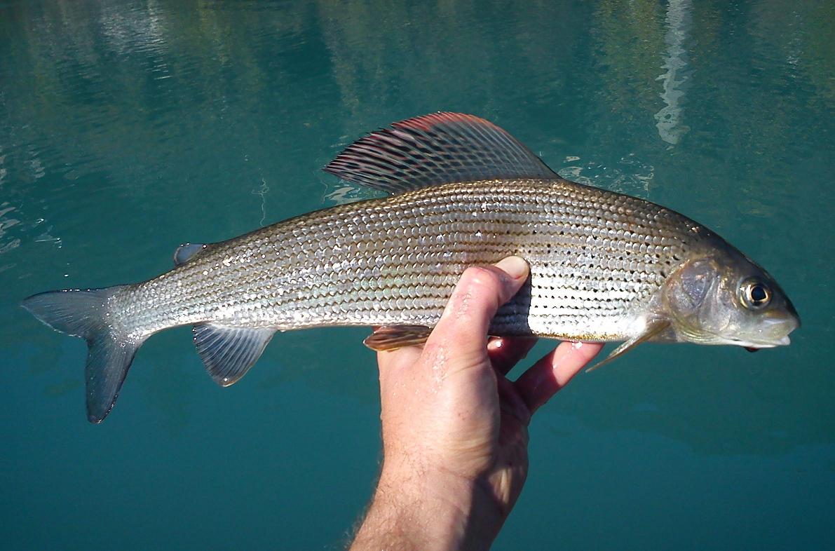 beo-fishing