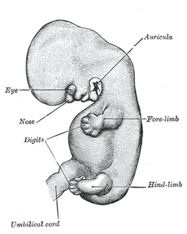 El Cuerpo Humano: La forma del embrión en diferentes etapas de su ...