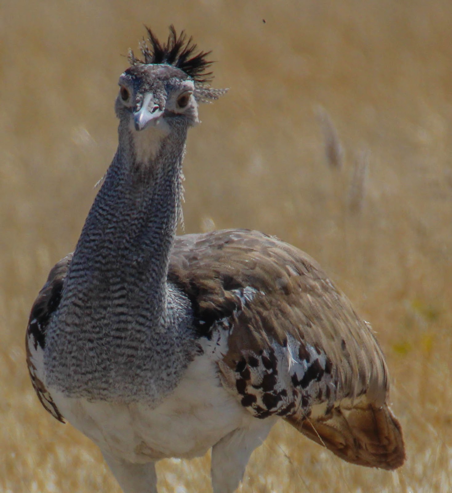 Cannundrums: Kori Bustard