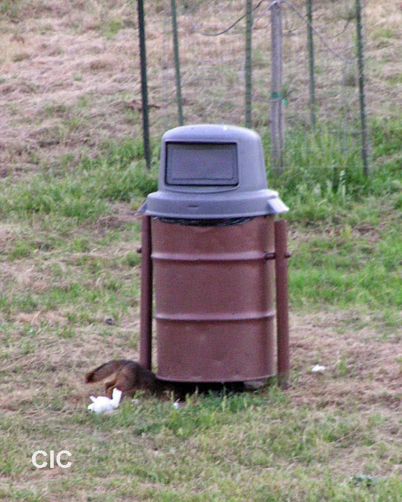 Friends of the Island Fox: Double Action to Save Catalina Island Foxes