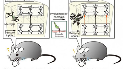 Le Cerveau de l'Enfant et de l'Adolescent: La Microglie