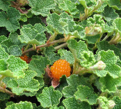 Temperate Climate Permaculture: Permaculture Plants: Groundcover Raspberry