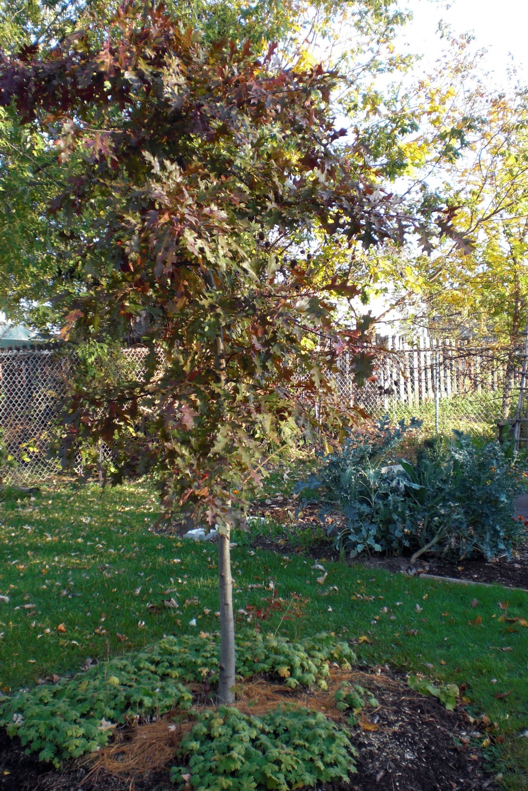 The Violet Fern: Going Native: Pin Oak