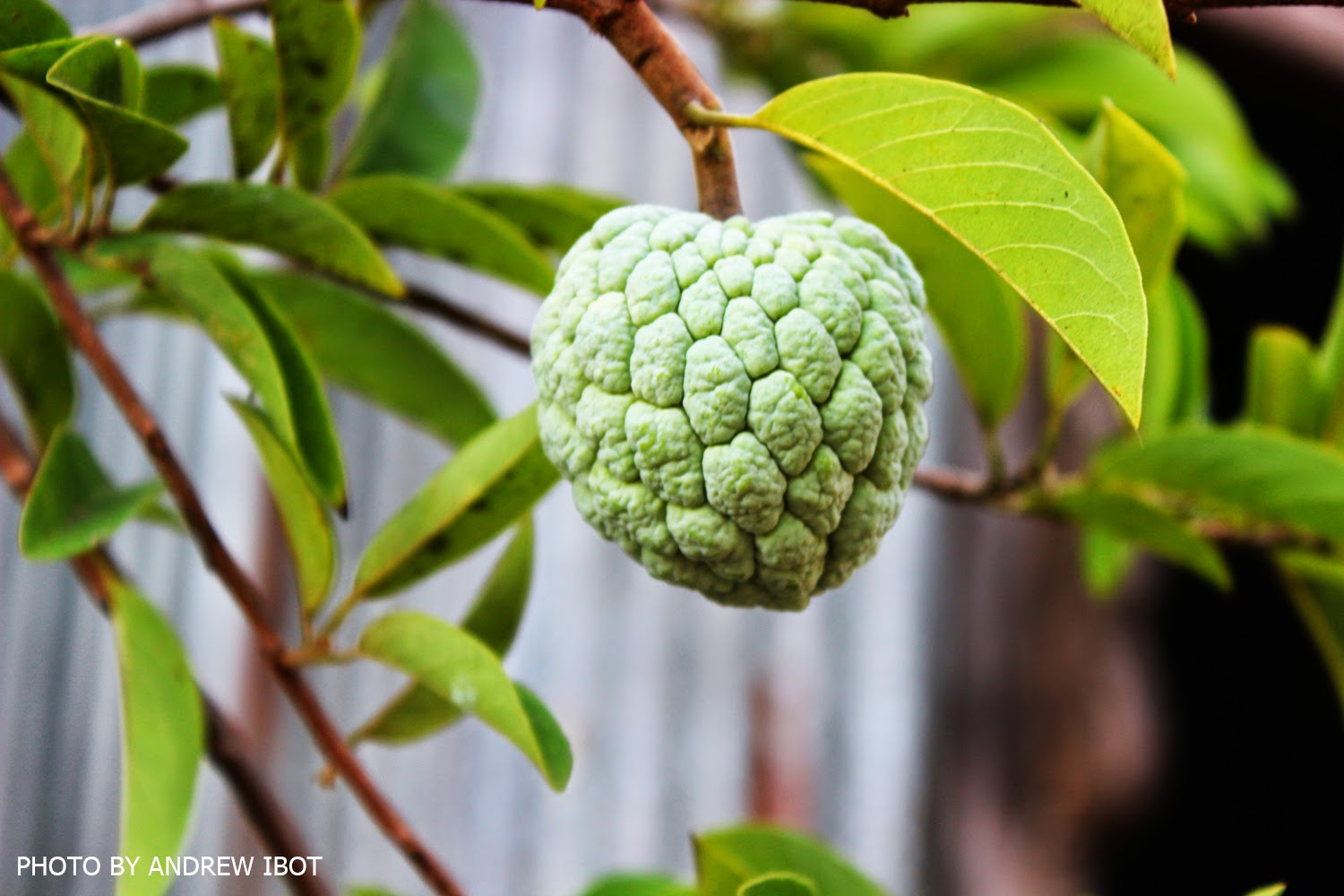 Ako si ANDREW IBOT!: Atis (Sugar apple, Sweet sop)
