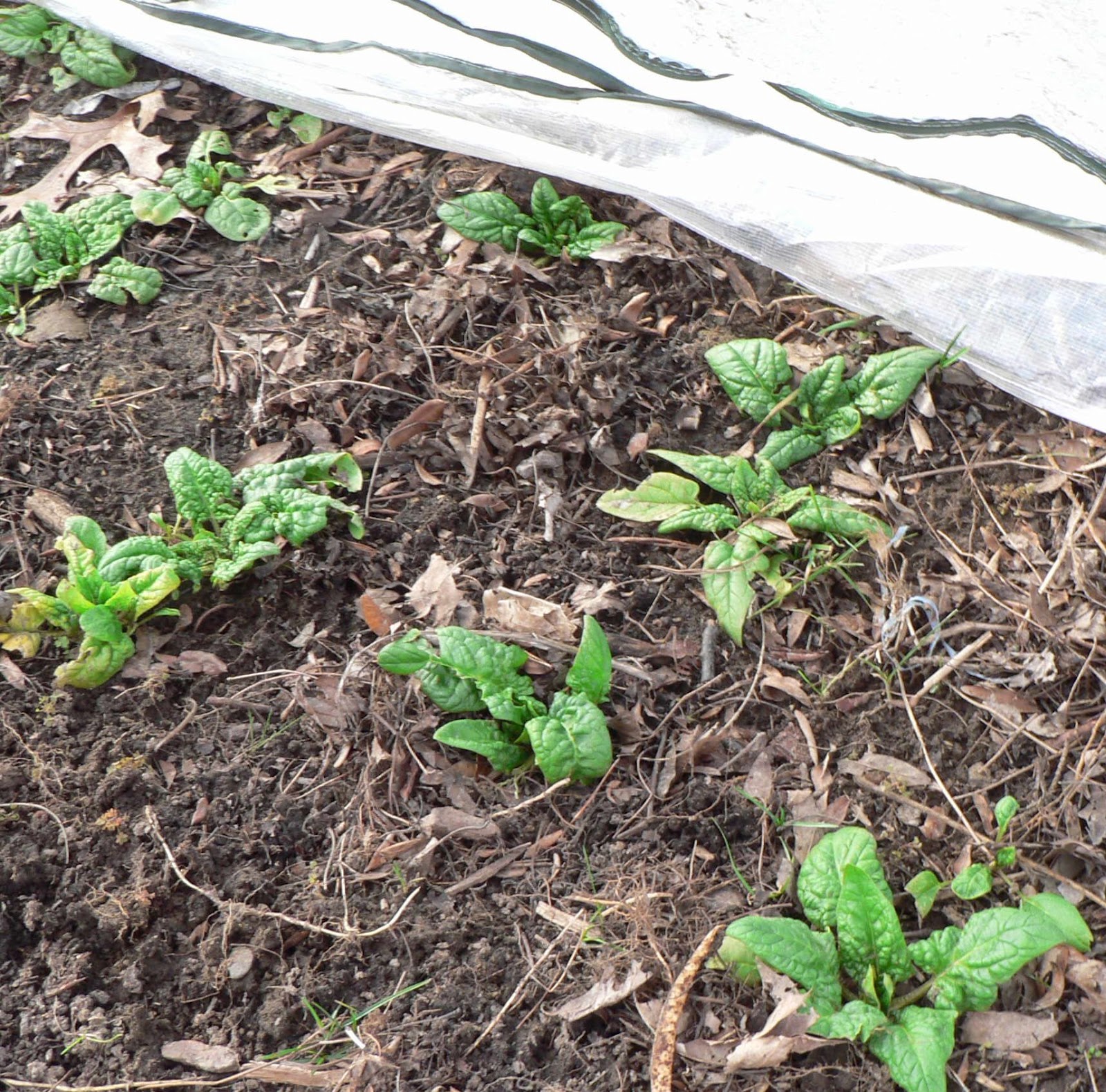 Visit My Garden: Overwintering Spinach