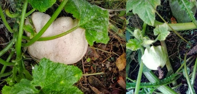 Blogul Simonei: Poze în concurs; loc de dat cu votul