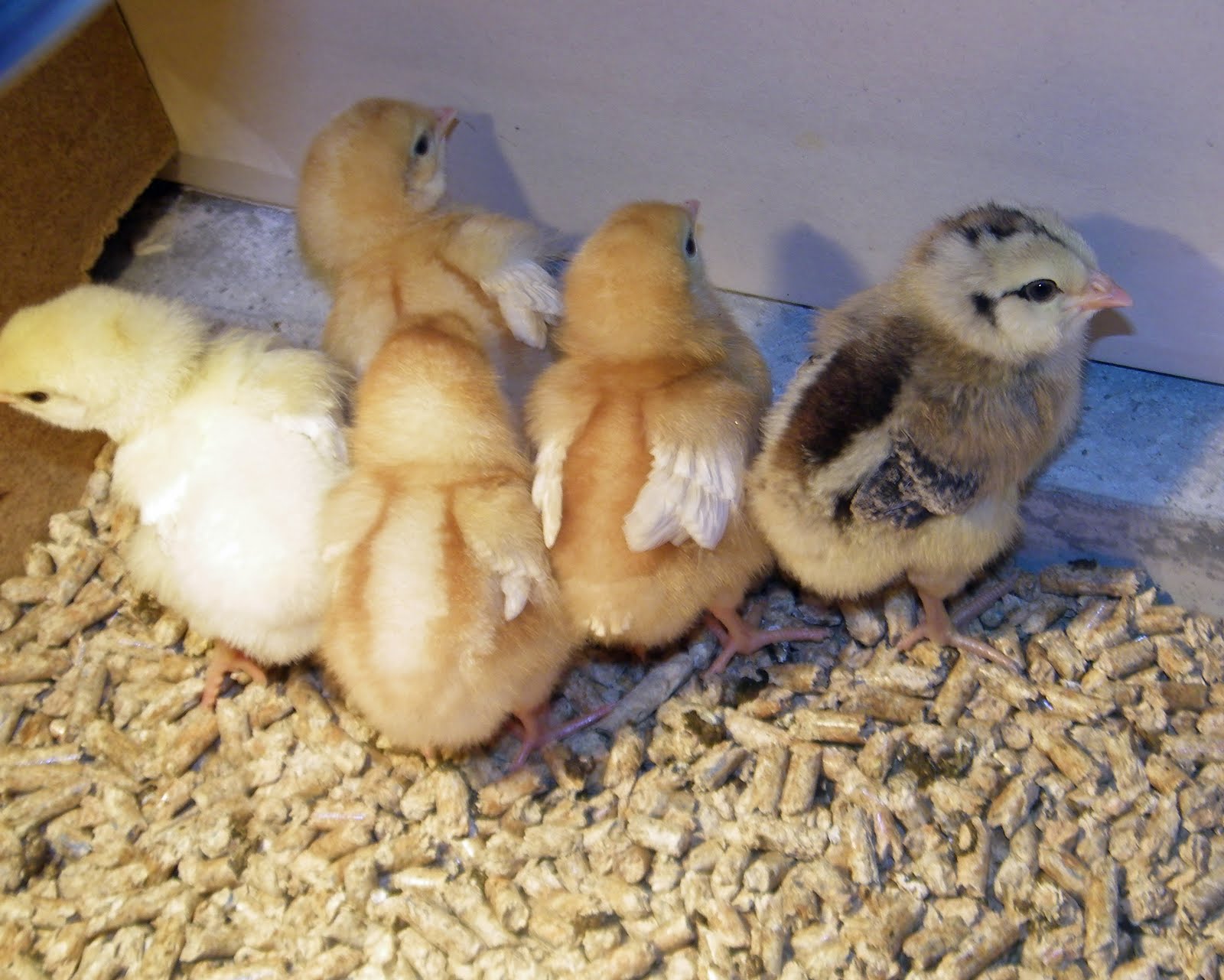 Everyday Becky: Introducing the Van Cluck Sisters