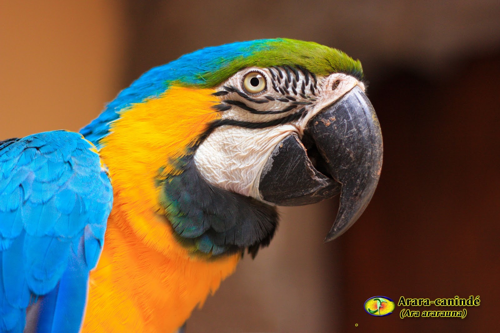 Zoologia: Arara-canindé (Ara ararauna)