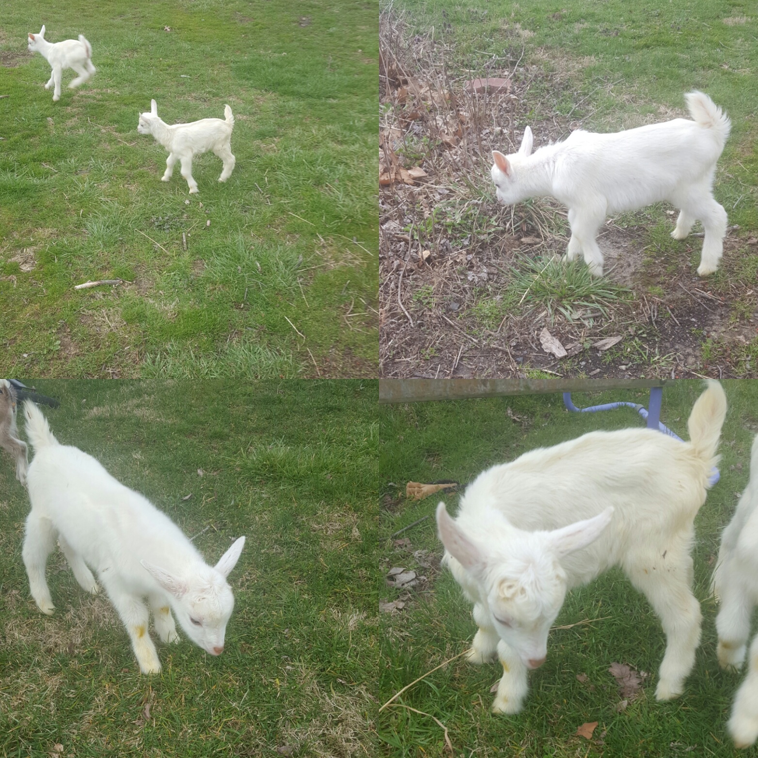 Feisty Farm Miniature Alpine Dairy Goats: FOR SALE