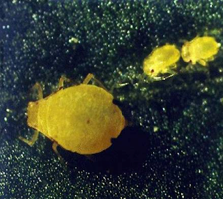 SAUNG SUMBERJAMBE: KUTU DAUN (APHID SP)