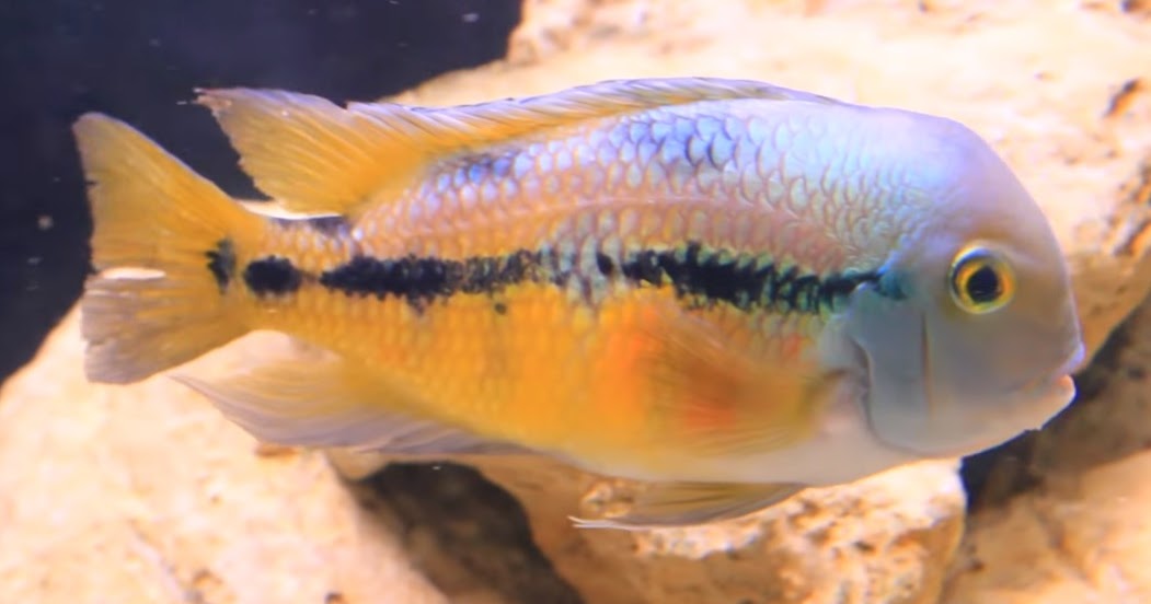 Welcome to thailand-aquaticpets.blogspot.com Blog: Fish Data ...