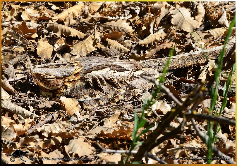 WILDLIFE GATEWAY: Engoulevent à collier roux - Caprimulgus ruficollis