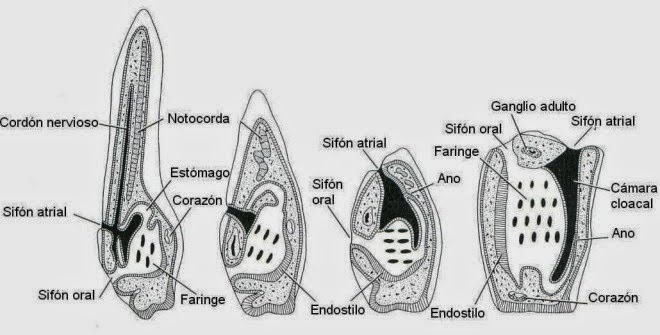 Pyura Chilensis: Rocas de Carne. ~ Dirty Mind Society