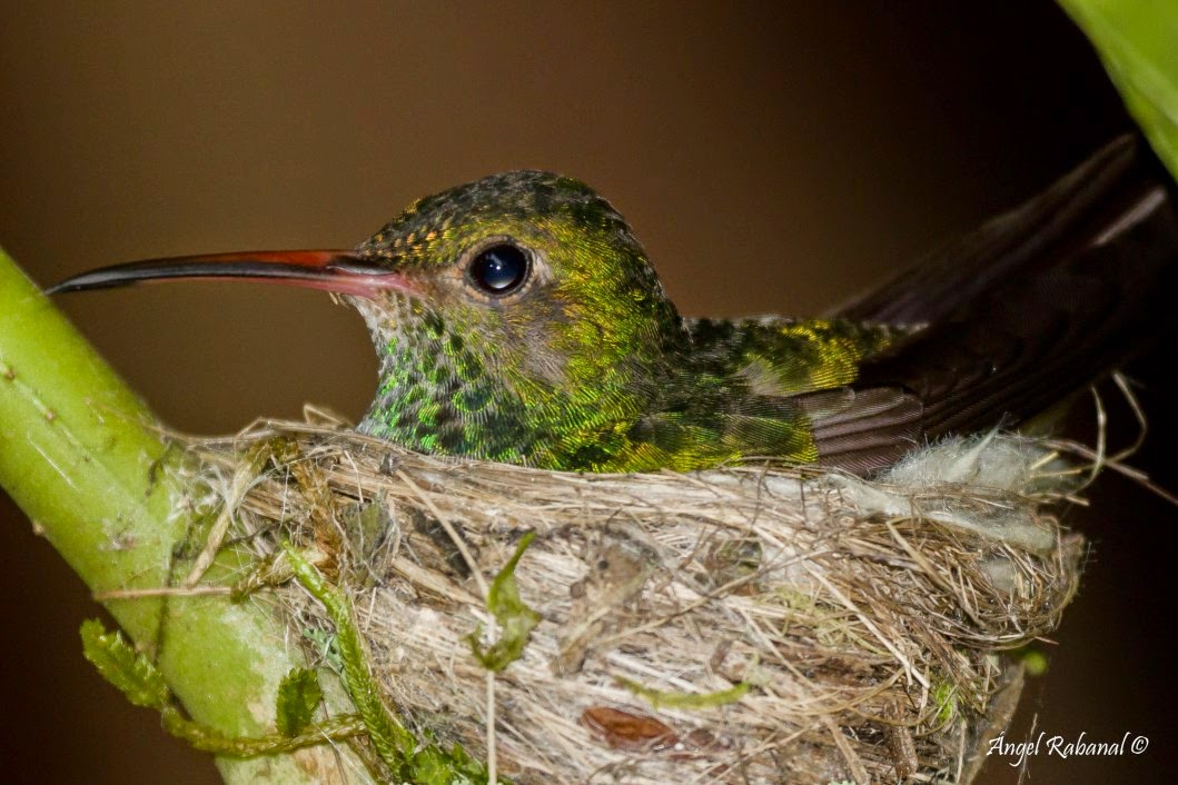 Calamones de la isla: Costa Rica 3ª parte (plumas)