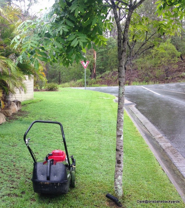 Lawn Mowing in The rain | Brisbanebackyards.com